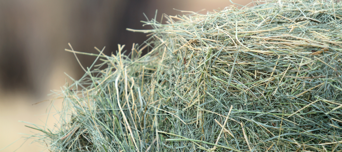 Your Local Feed And Supply Store